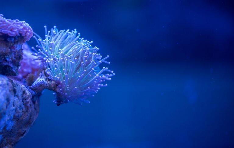 Aquaneat LED Light Website – Brightening Aquariums, Enhancing Life!