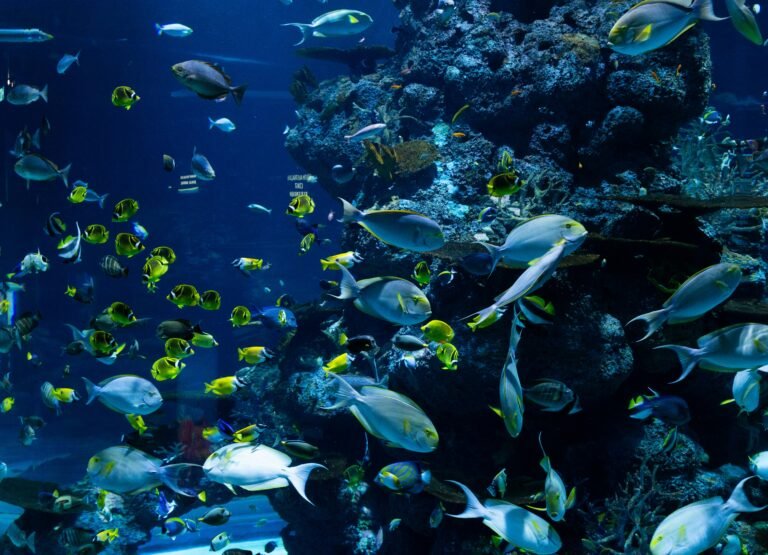 Aquaneat Light – Aquatic Brilliance, Simplified